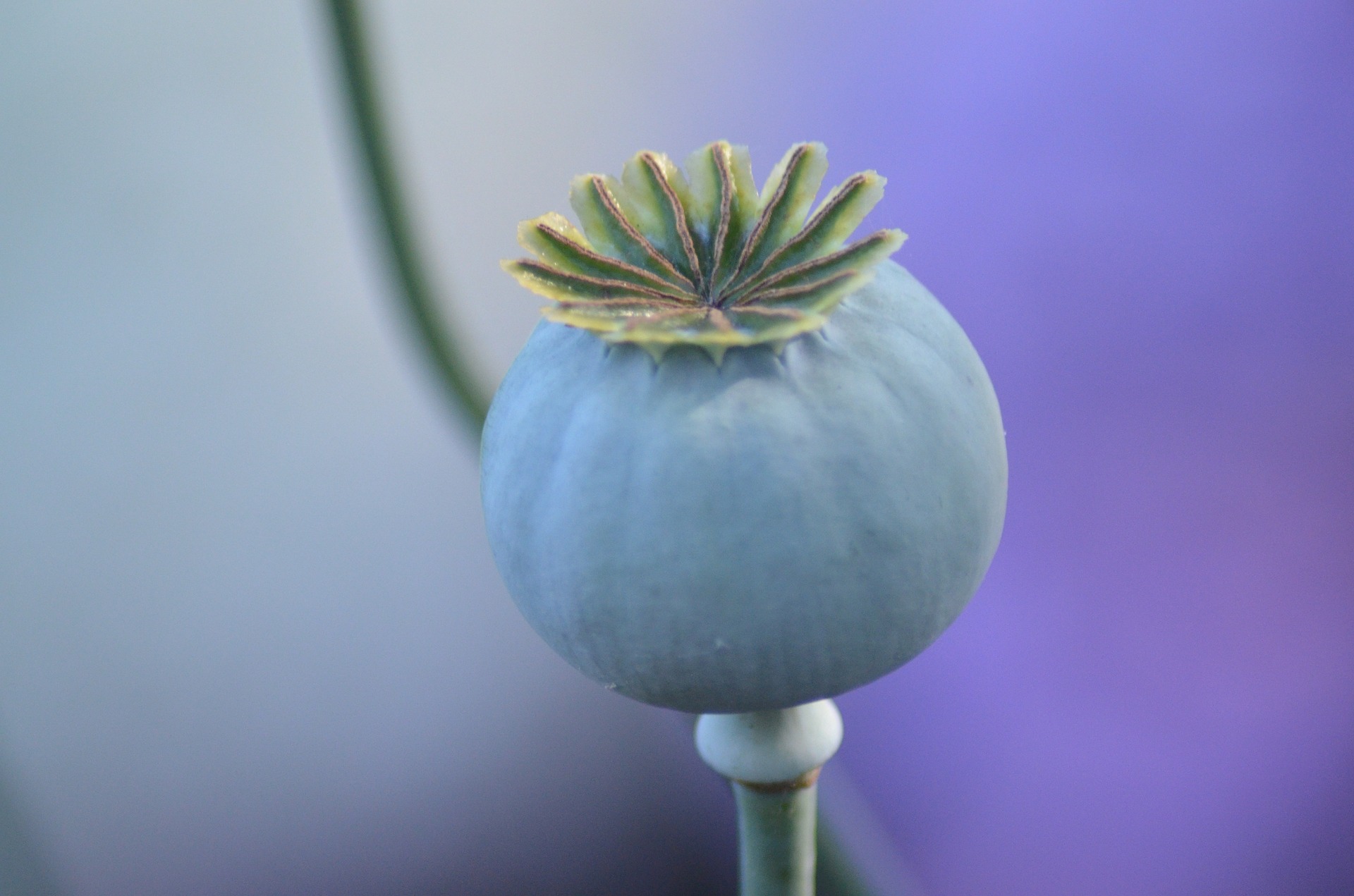 Health Benefits of Blue Poppy Seeds: 20 Surprising Reasons You Can't ...